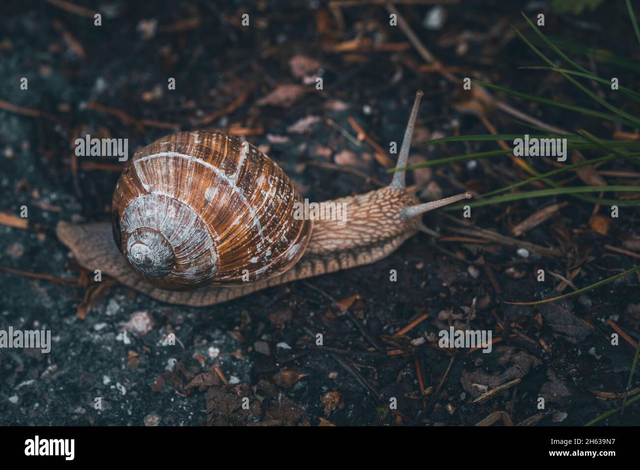 Roman snail on the way hi-res stock photography and images - Alamy