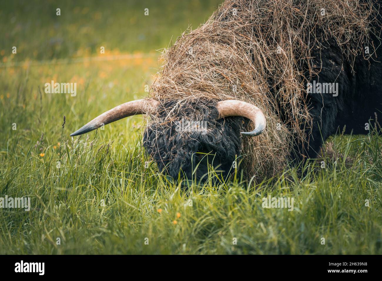 bull,scottish highland cattle,swabian alb Stock Photo - Alamy