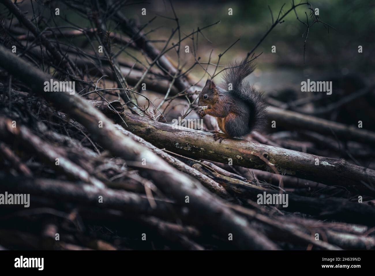 Forest rodents hi-res stock photography and images - Alamy