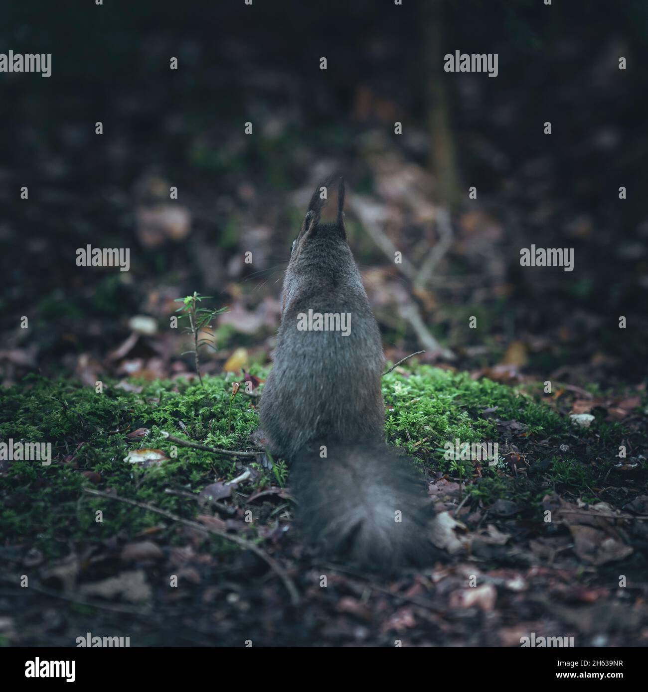 squirrel in the forest Stock Photo - Alamy