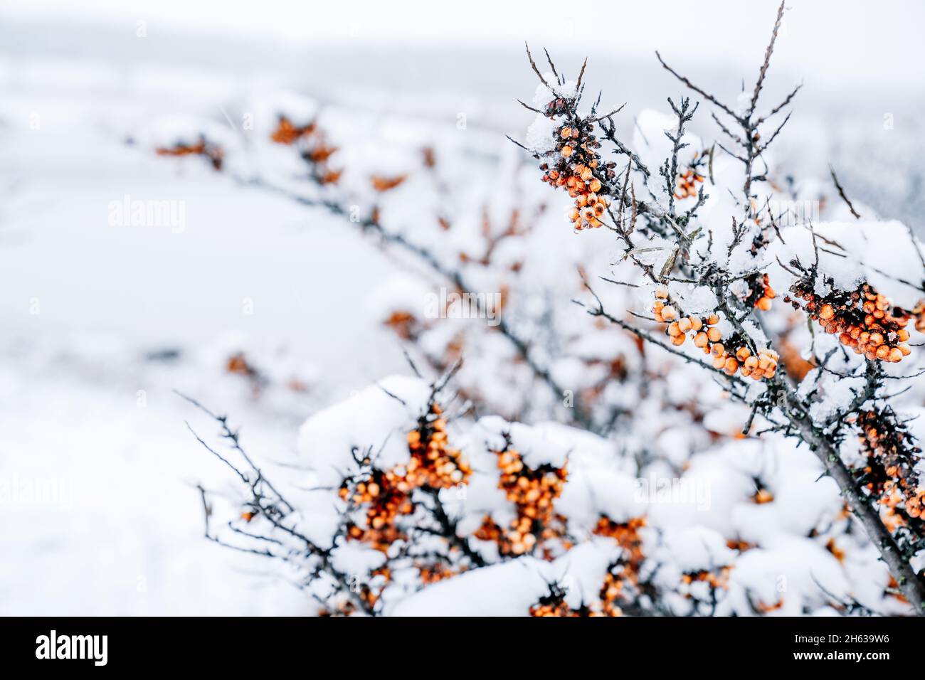 sea buckthorn,hippophae rhamnoides,germany,winter Stock Photo - Alamy