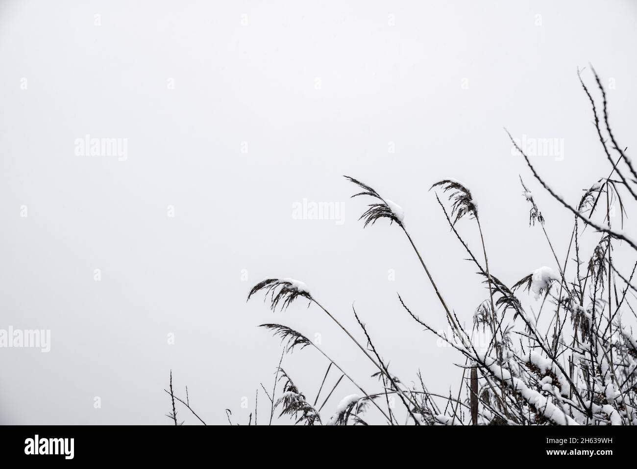 Hopeless winter hi-res stock photography and images - Alamy