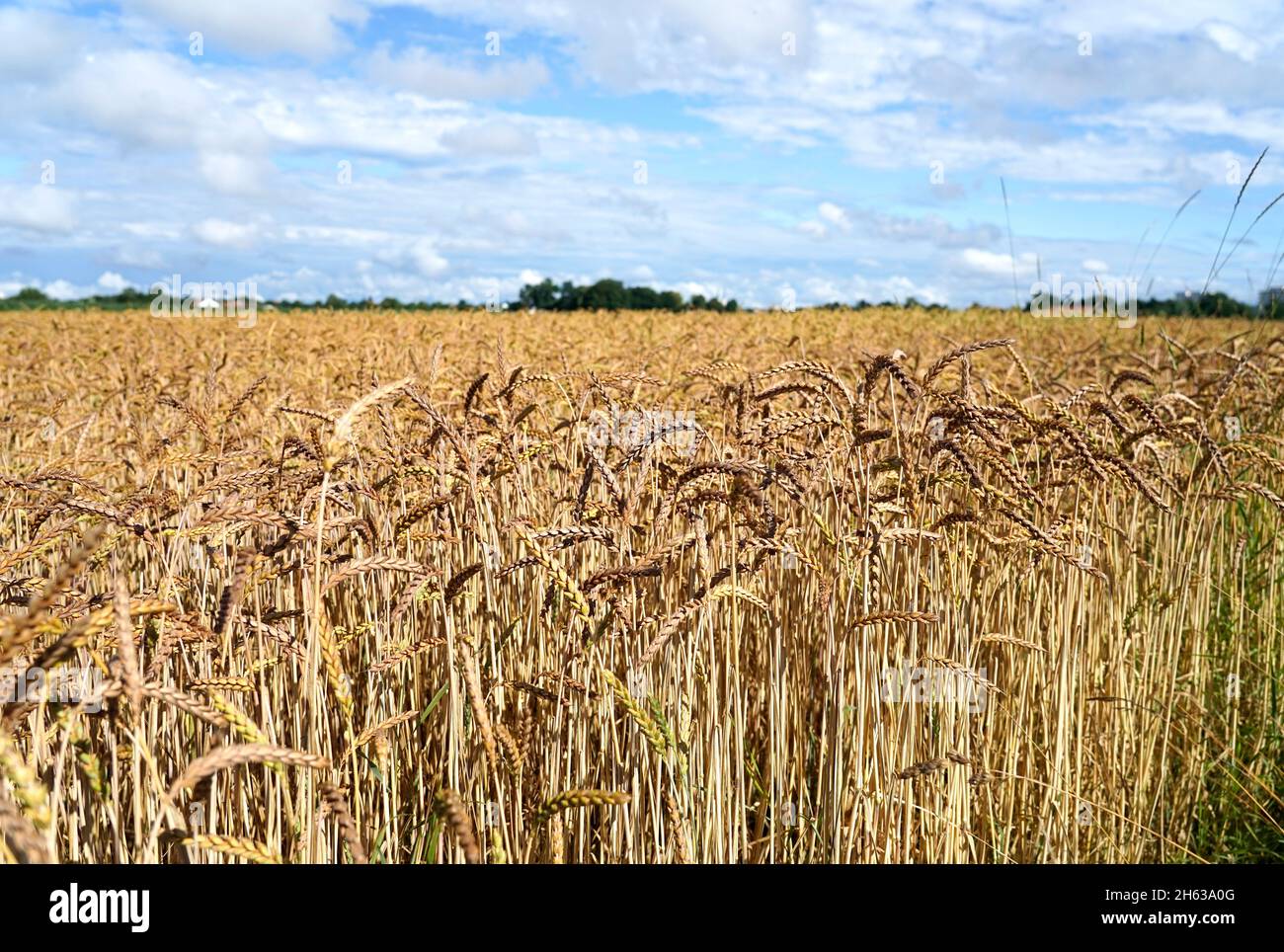 germany,bavaria,upper bavaria,agriculture,grain cultivation,dinkelfeld ...