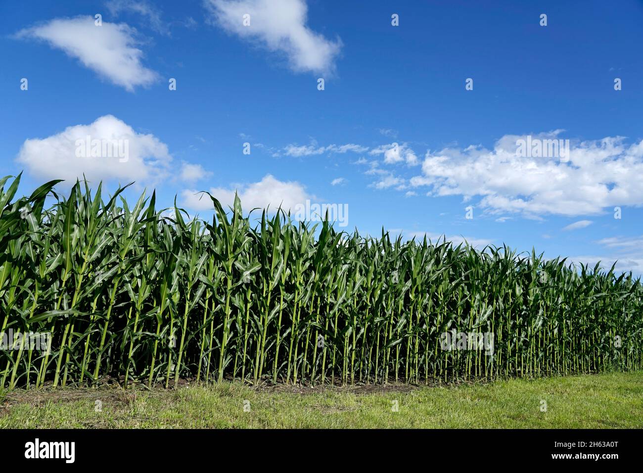 germany,bavaria,upper bavaria,agriculture,corn field,field edge,summer ...