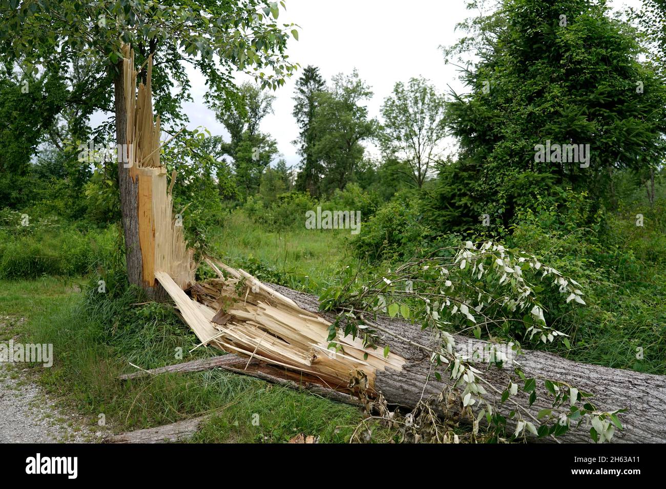 germany,bavaria,upper bavaria,on the inn,storm,floodplain,storm damage ...
