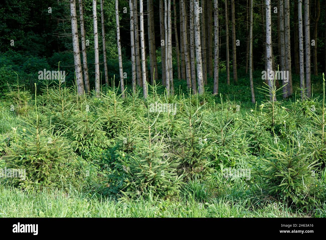New forest planting trees hi-res stock photography and images - Alamy