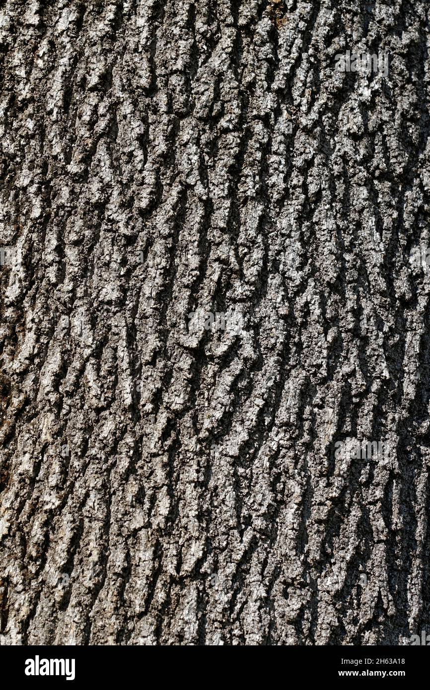 germany,bavaria,upper bavaria,ash,tree trunk,bark,screen-filling Stock ...