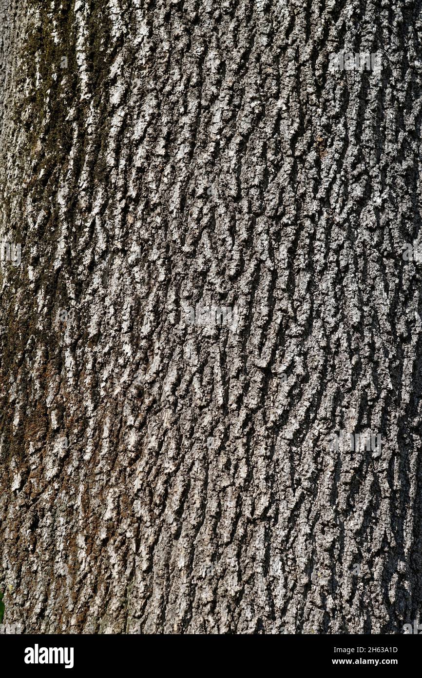 germany,bavaria,upper bavaria,ash,tree trunk,bark,screen-filling Stock ...