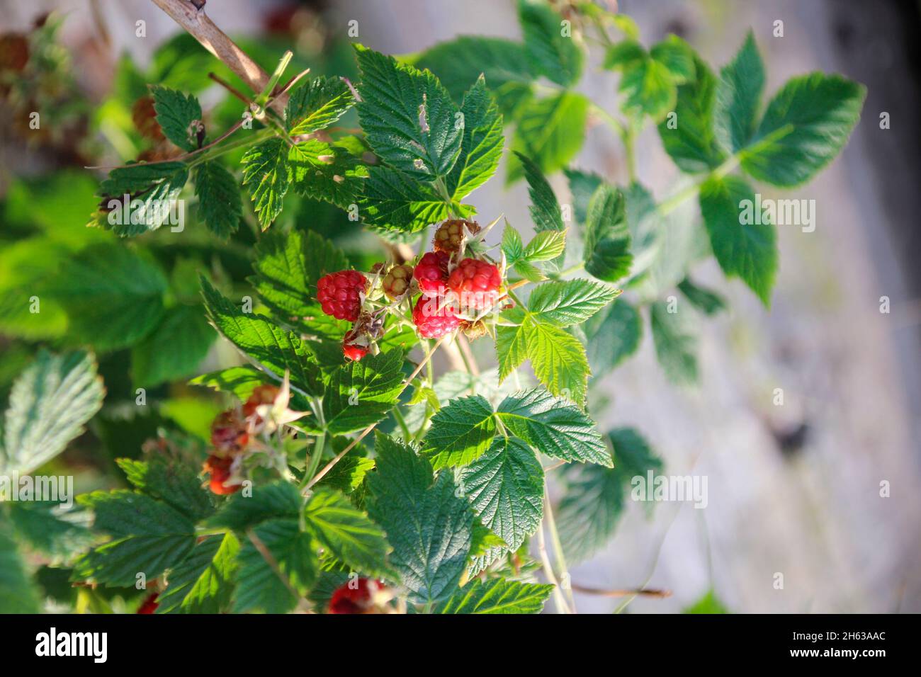 ripe raspberries (rubus idaeus) on the bush,fruits,bavaria,germany ...