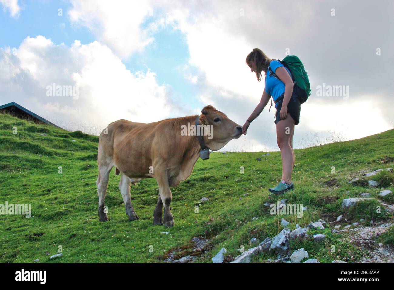 1621 m cow hi-res stock photography and images - Alamy
