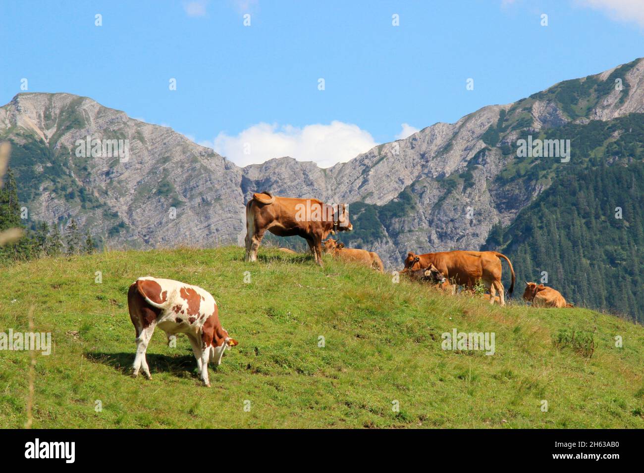 hike to the fischbachalm,alpine pasture,cows,herd of cows,breed in the ...