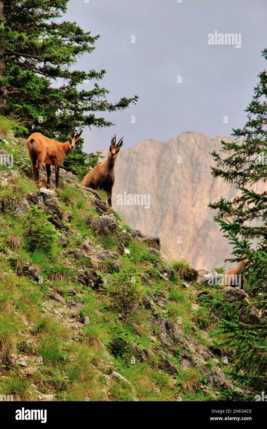 Gams in sunset hi-res stock photography and images - Alamy