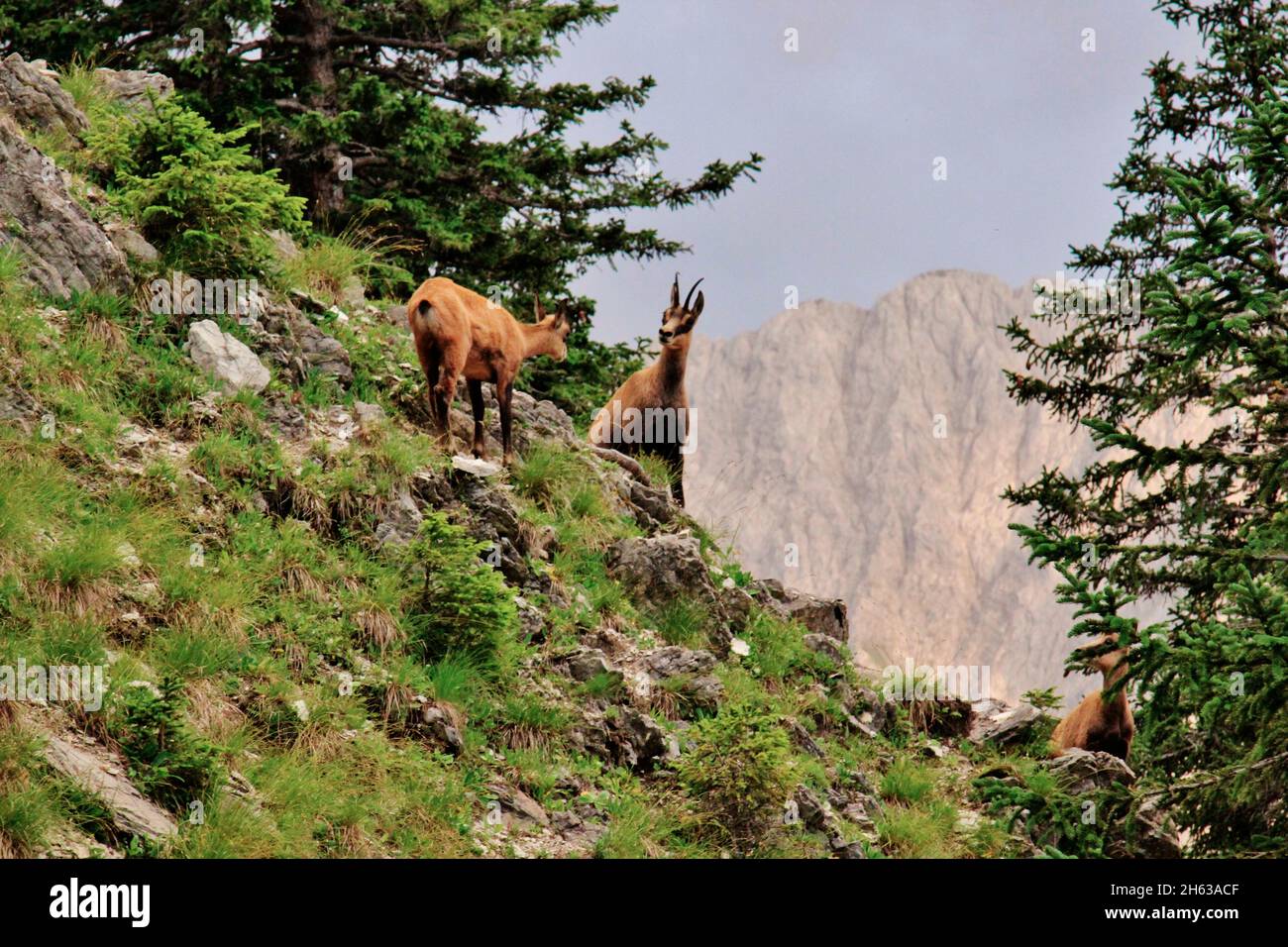 Gams and gamskitz in sunset hi-res stock photography and images - Alamy