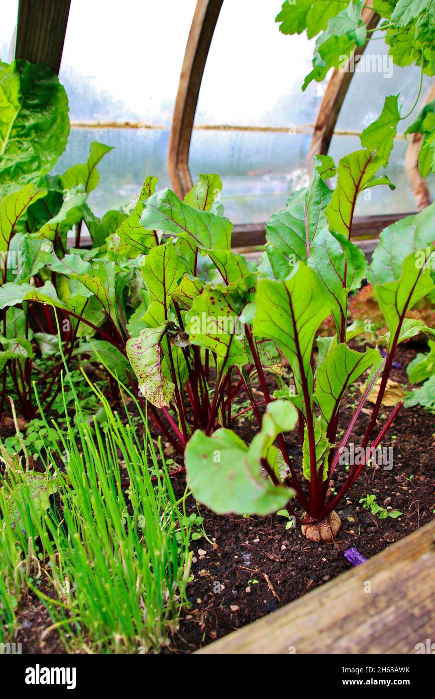 raised bed with beetroot,chives in a garden,europe,germany,bavaria ...