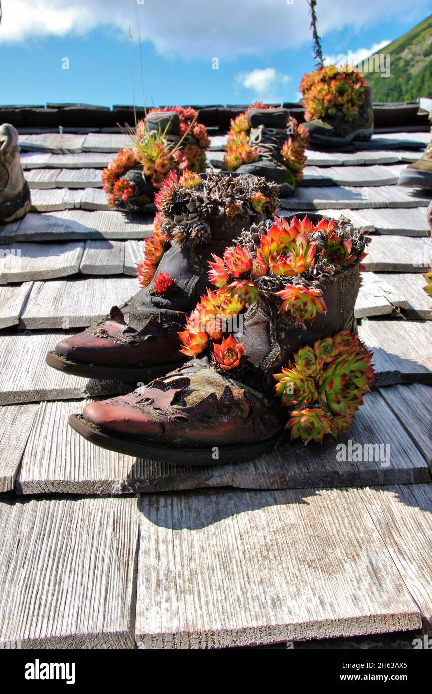 shoes planted with houseleek (sempervivum) on the roof of the ...