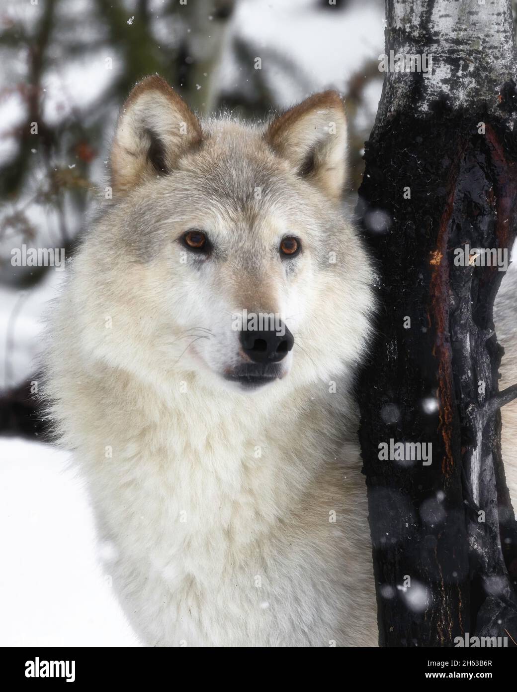 Northern Rocky Mountain Wolf