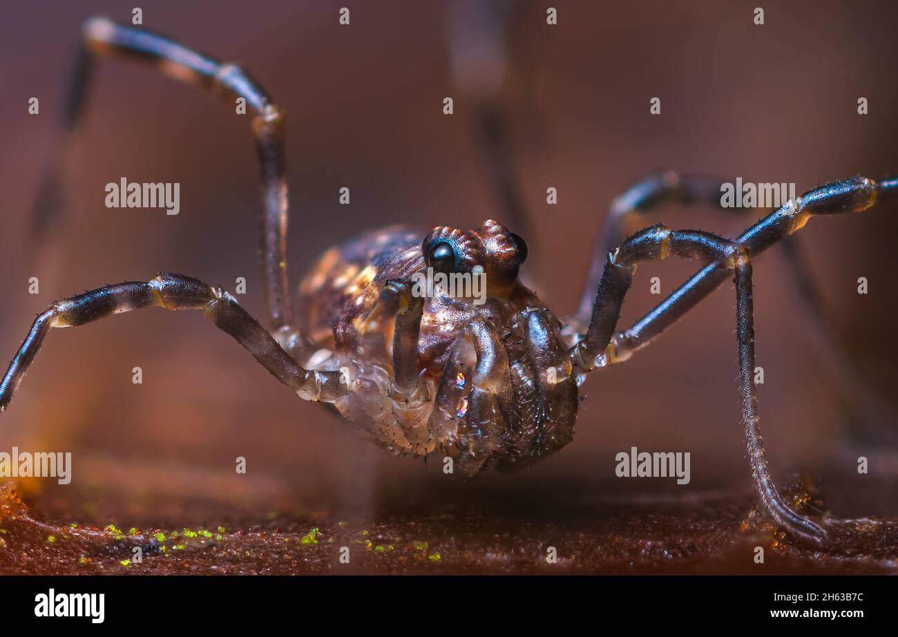 Close up macro photo of a male Phalangium opilio, the most widespread ...