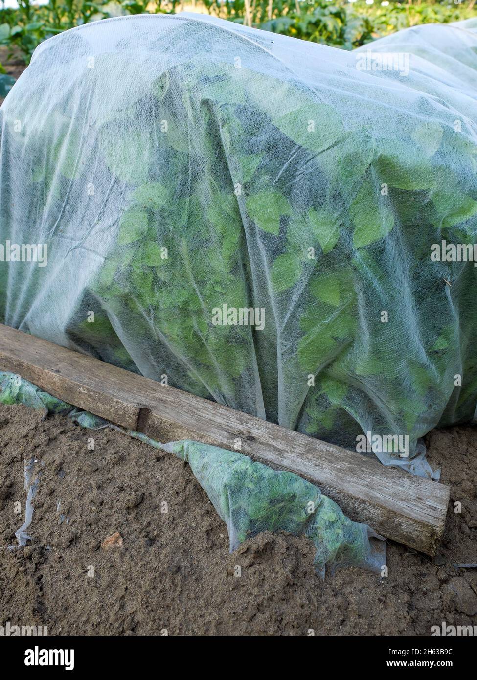 Fleece cover as protection against pests hi-res stock photography and ...