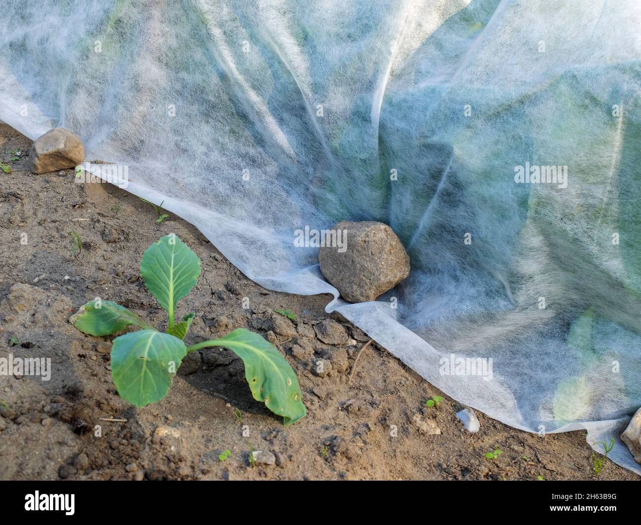 Fleece cover as protection against pests hi-res stock photography and ...