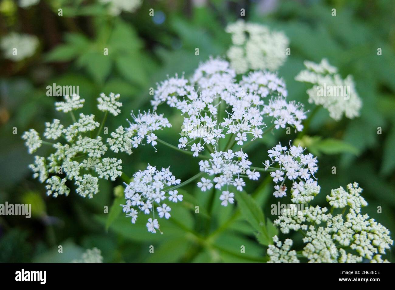 ground elder (aegopodium podagraria) in flower Stock Photo - Alamy