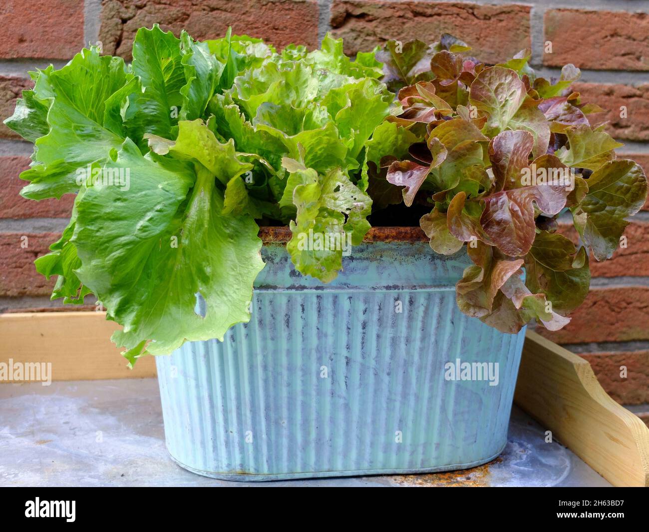 Lactus hi-res stock photography and images - Alamy