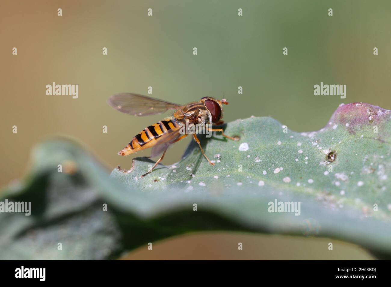 grove hover fly (episyrphus balteatus) laying eggs on cabbage Stock ...