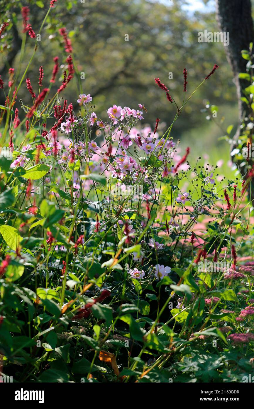 autumn anemones (anemone japonica) with candle knotweed (bistorta ...