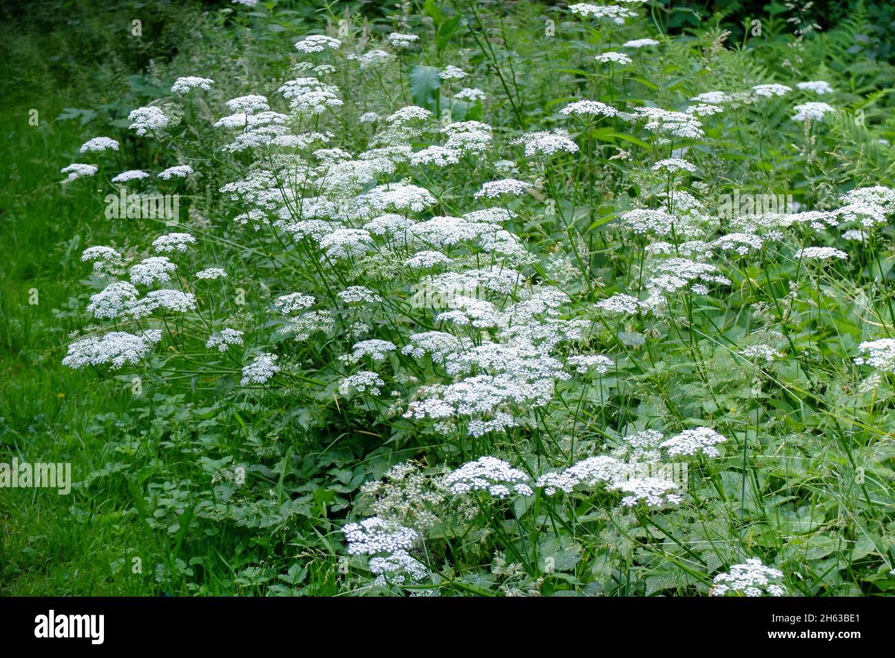 ground elder (aegopodium podagraria) in flower Stock Photo - Alamy