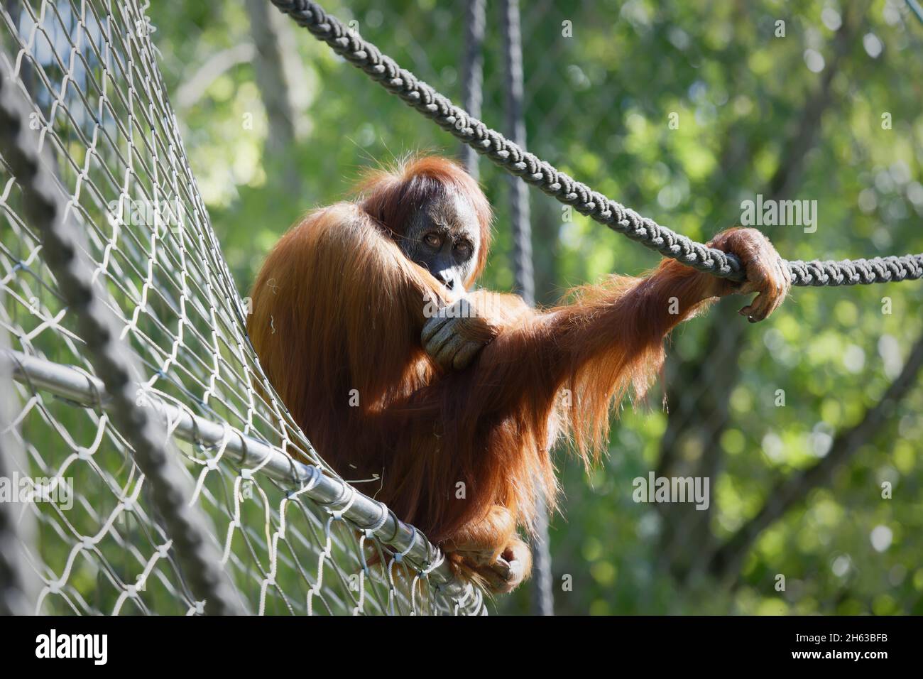 sumatran orangutan (pongo abelii),female,sad,bored - munich hellabrunn ...