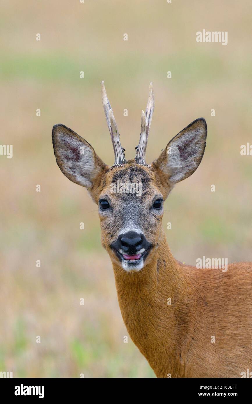 roebuck (capreolus capreolus),july,summer,hesse,germany Stock Photo - Alamy