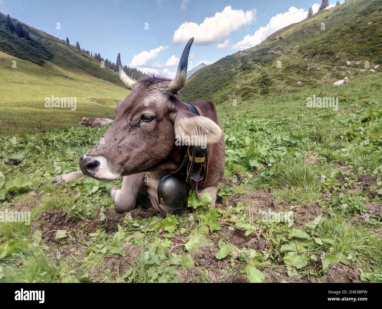 beef on an alpine pasture Stock Photo - Alamy
