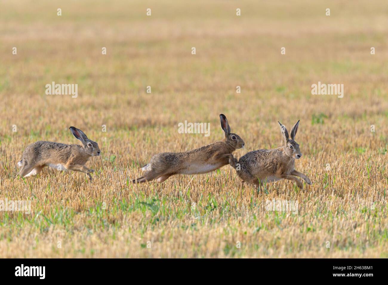 brown hares (lepus europaeus) on a stubble field during the mating ...