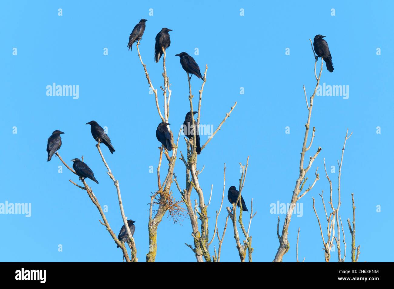 carrion crows (corvus corone) on a dead tree,july,summer,hesse,germany ...