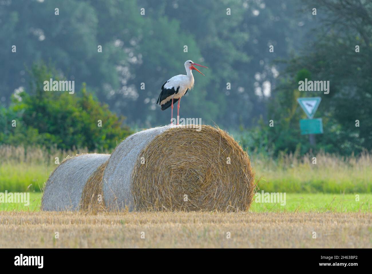 white stork (ciconia ciconia) on a round ball,in the background a sign ...