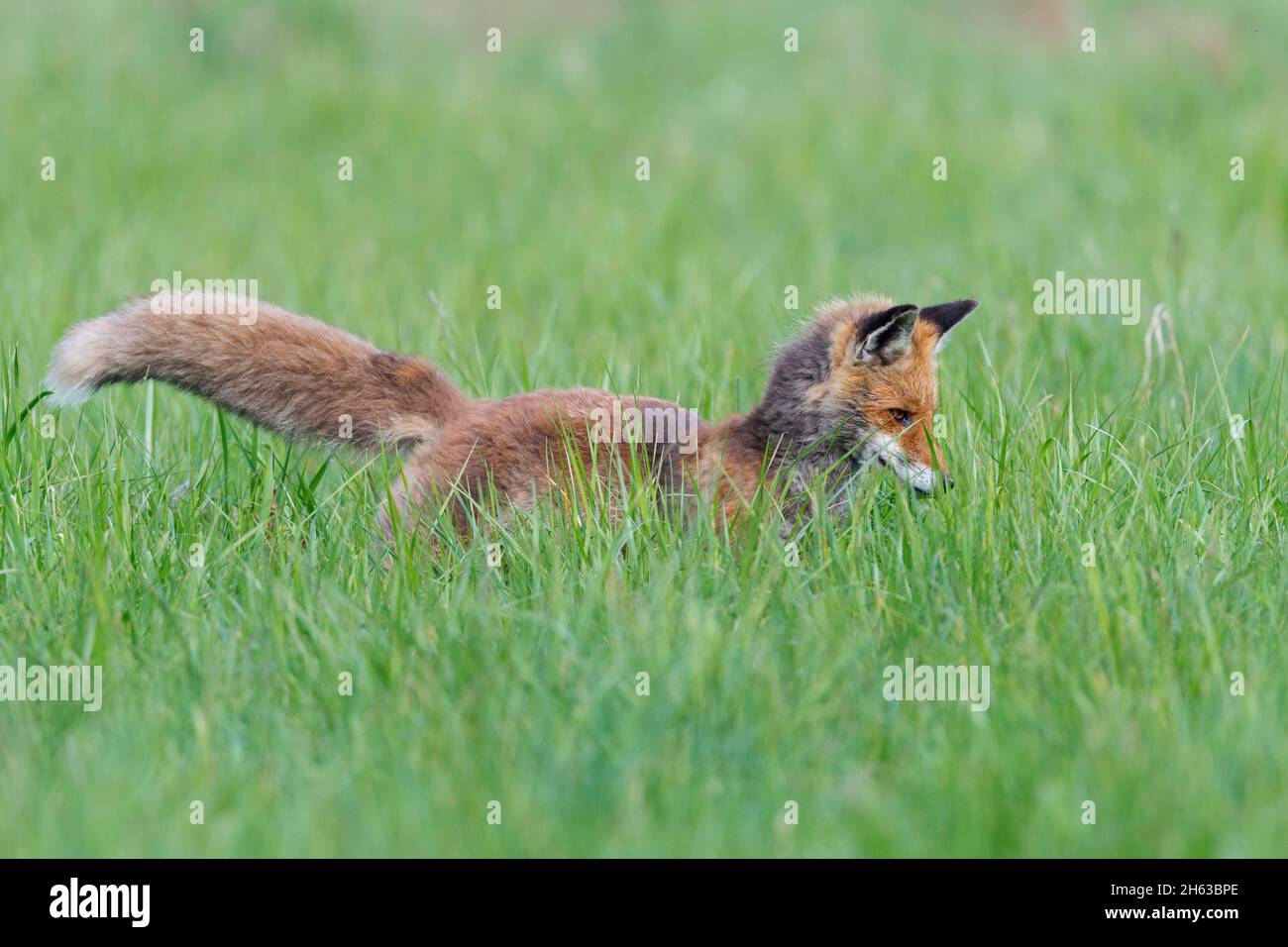 red fox chases mice in a meadow,vulpes vulpes,april,hesse,germany ...
