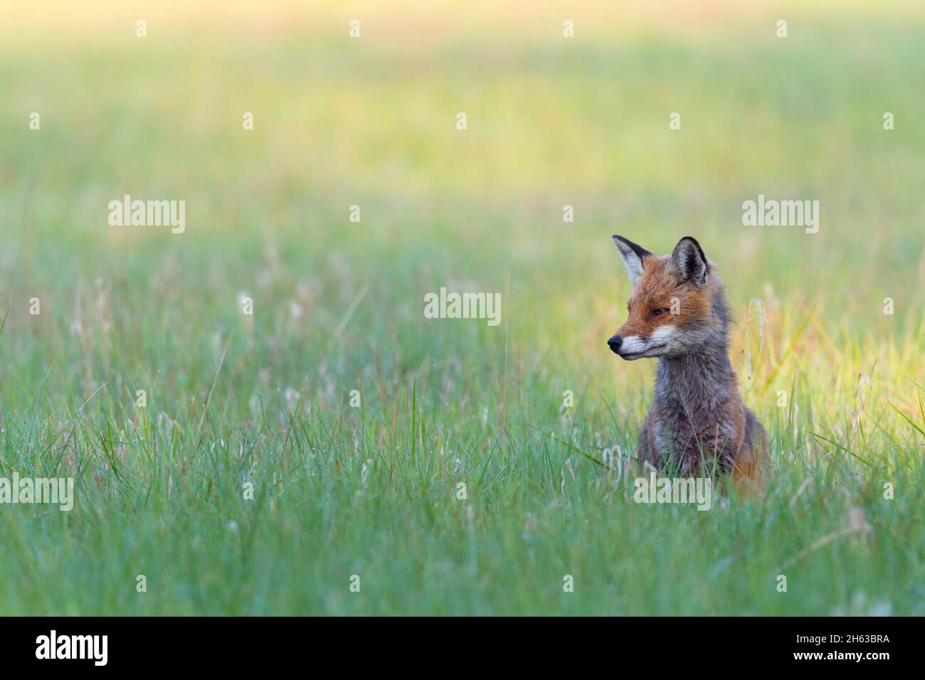 red fox in a meadow,vulpes vulpes,april,hesse,germany,europe Stock Photo - Alamy
