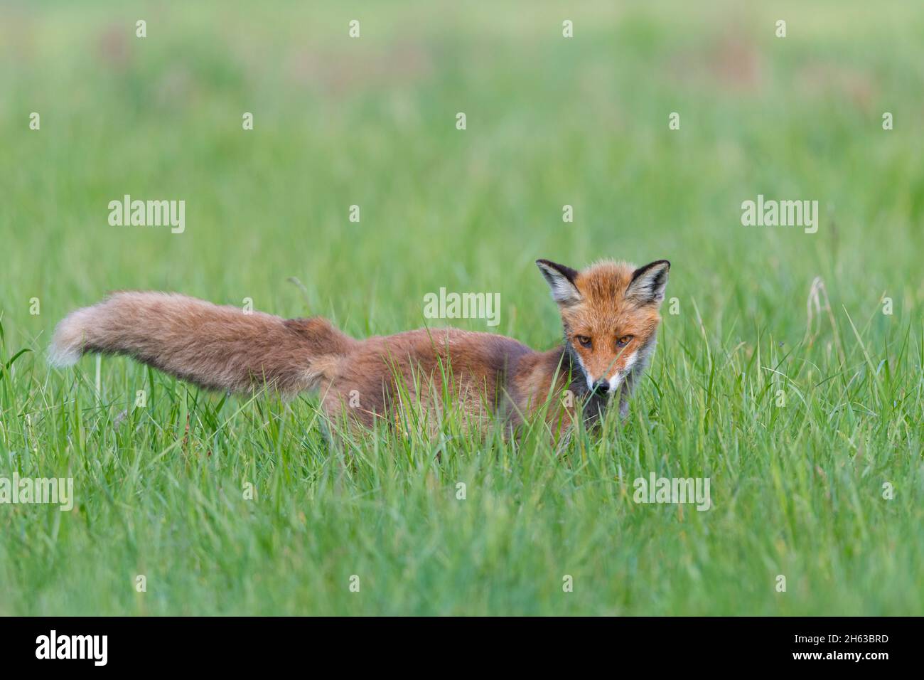 red fox in a meadow,vulpes vulpes,april,hesse,germany,europe Stock Photo - Alamy