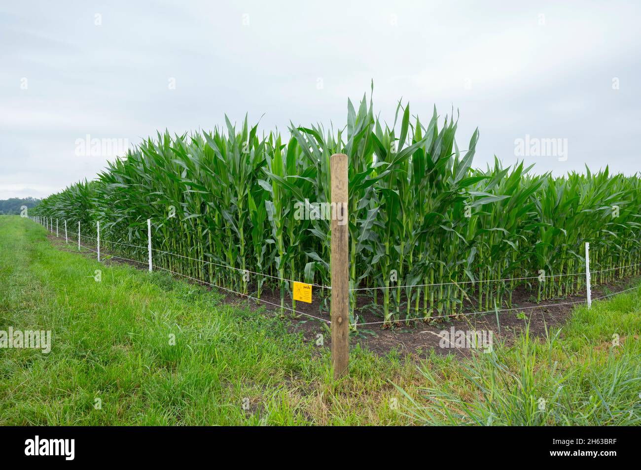 electric fence against wild boars in front of a corn field,july,summer ...