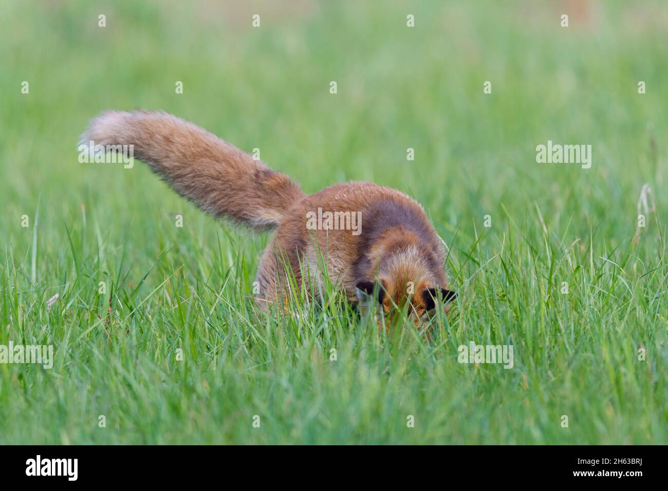 Red fox chasing mice in a meadow hi-res stock photography and images ...