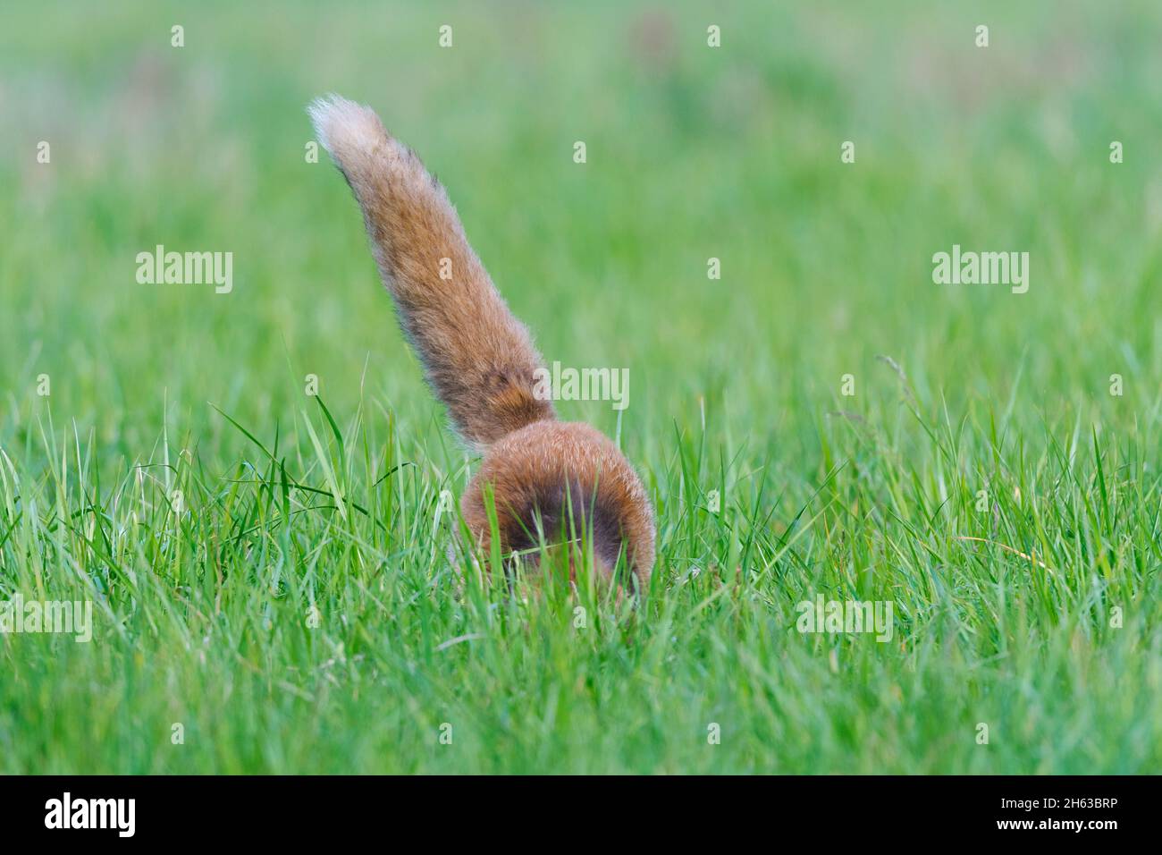 red fox chases mice in a meadow,vulpes vulpes,april,hesse,germany ...