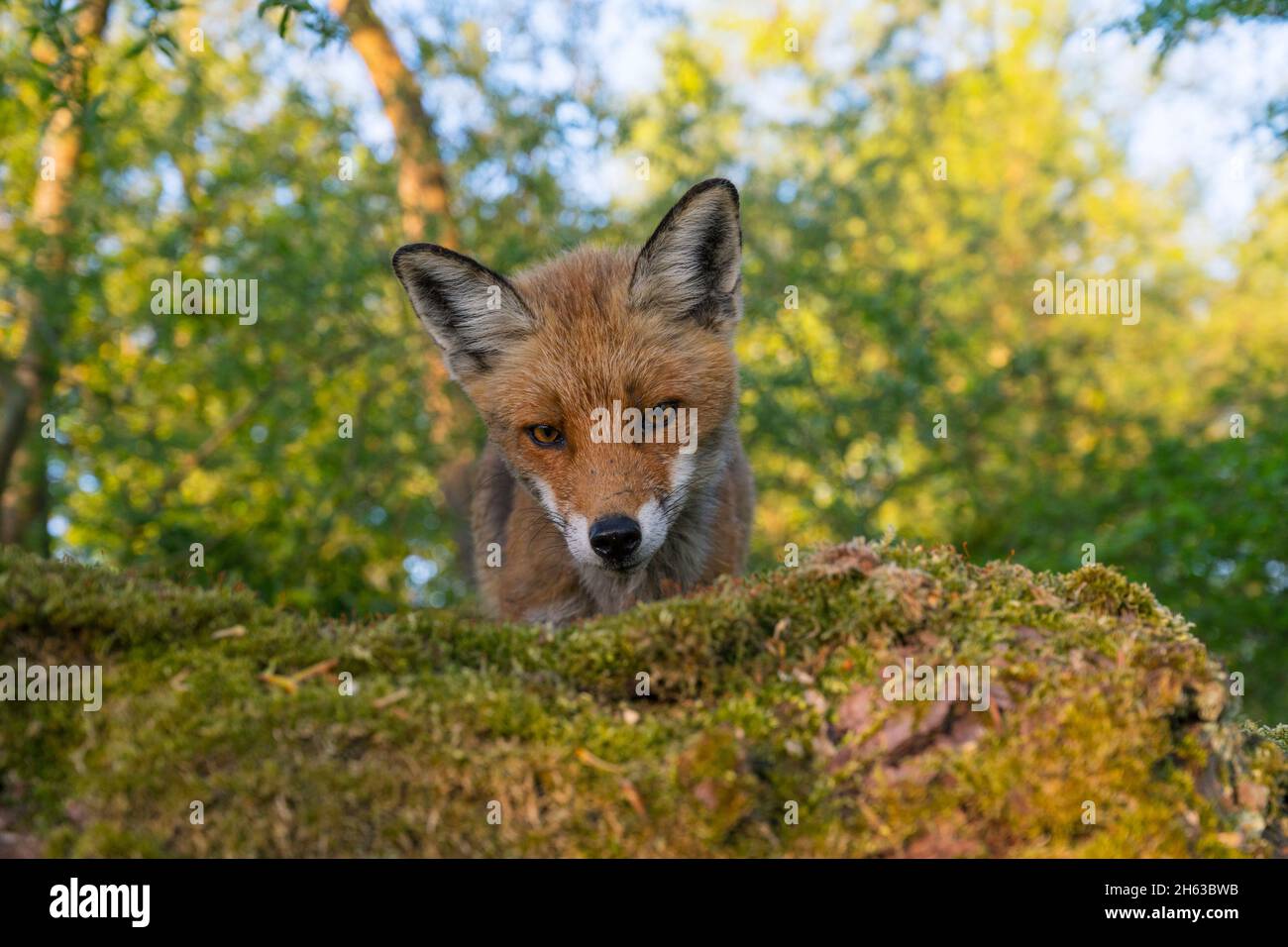 red fox on an old tree trunk,vulpes vulpes,april,hesse,germany,europe ...