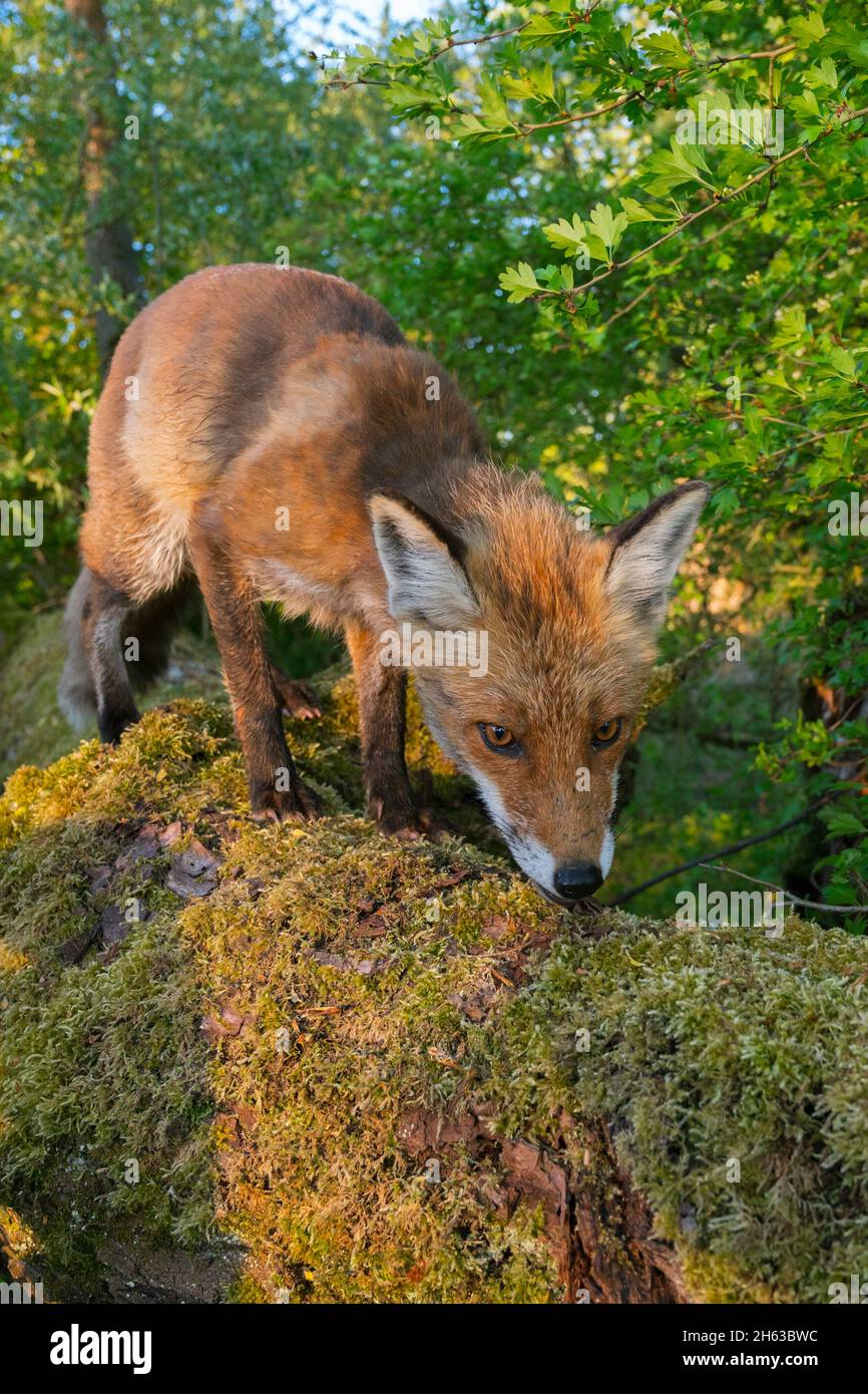 red fox on an old tree trunk,vulpes vulpes,april,hesse,germany,europe ...