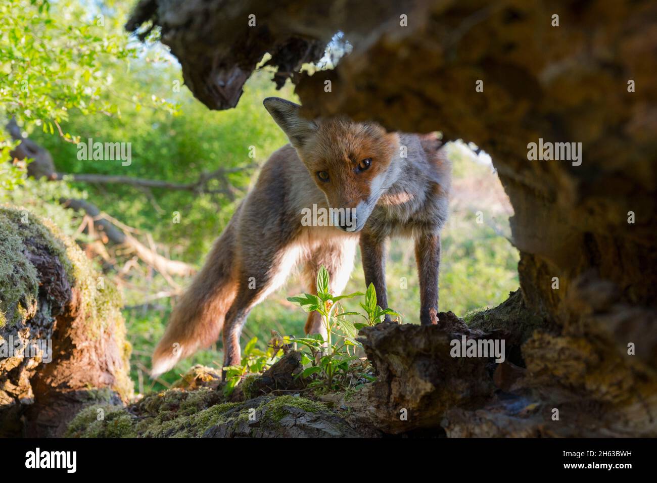 red fox on an old tree trunk,vulpes vulpes,april,hesse,germany,europe ...