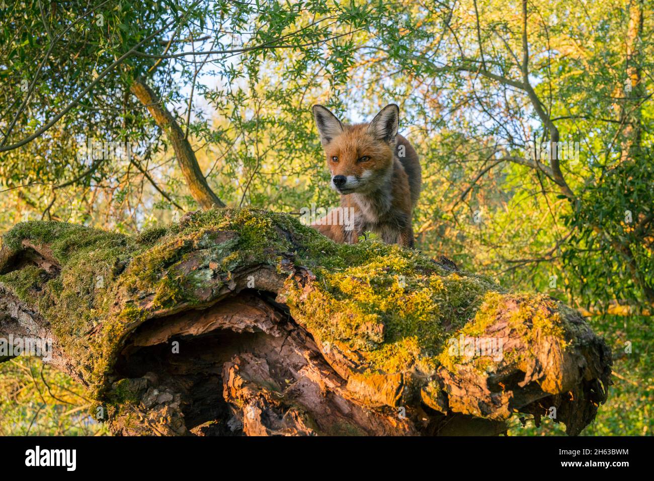 Red fox vulpes vulpes on an old tree trunk hi-res stock photography and ...
