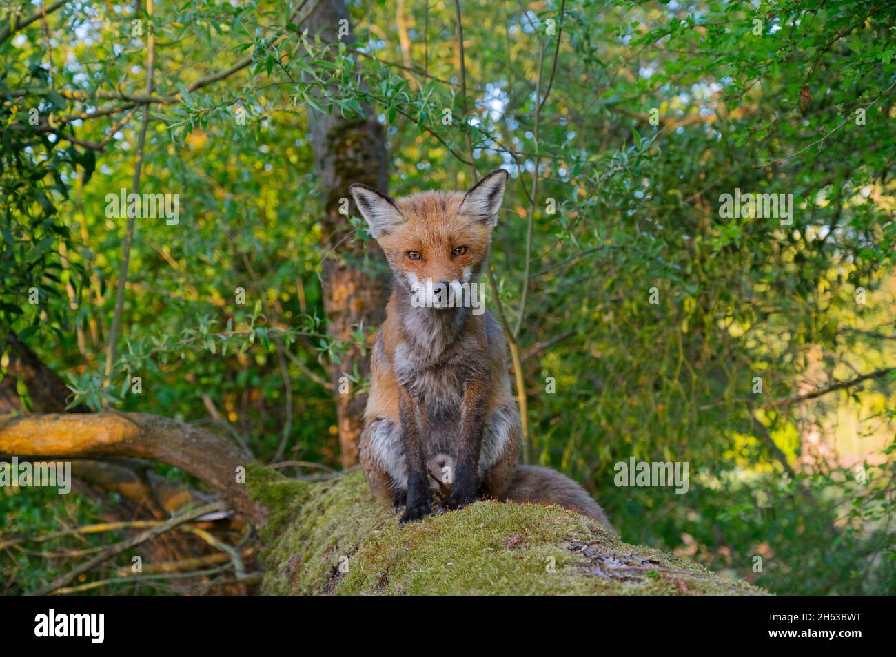 red fox on an old tree trunk,vulpes vulpes,april,hesse,germany,europe ...