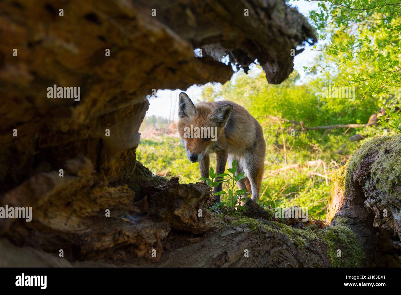 Red fox vulpes vulpes on an old tree trunk hi-res stock photography and ...