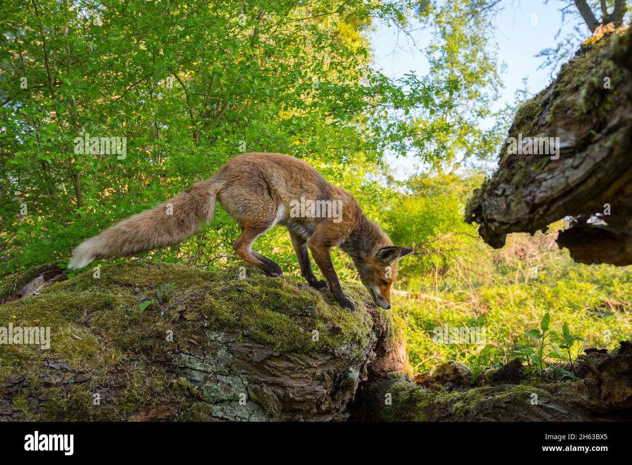 red fox on an old tree trunk,vulpes vulpes,april,hesse,germany,europe ...