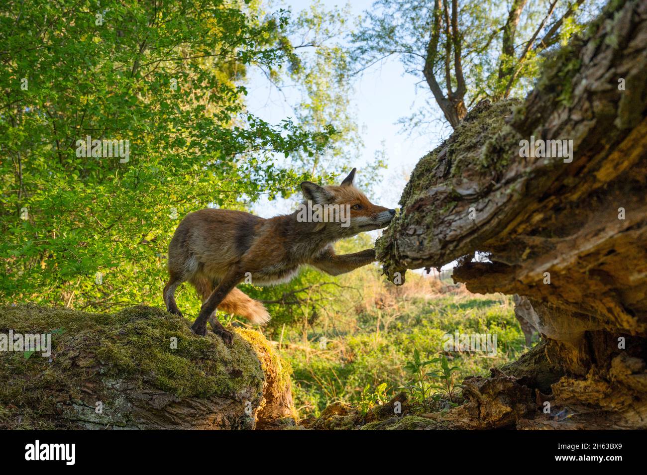 red fox on an old tree trunk,vulpes vulpes,april,hesse,germany,europe ...