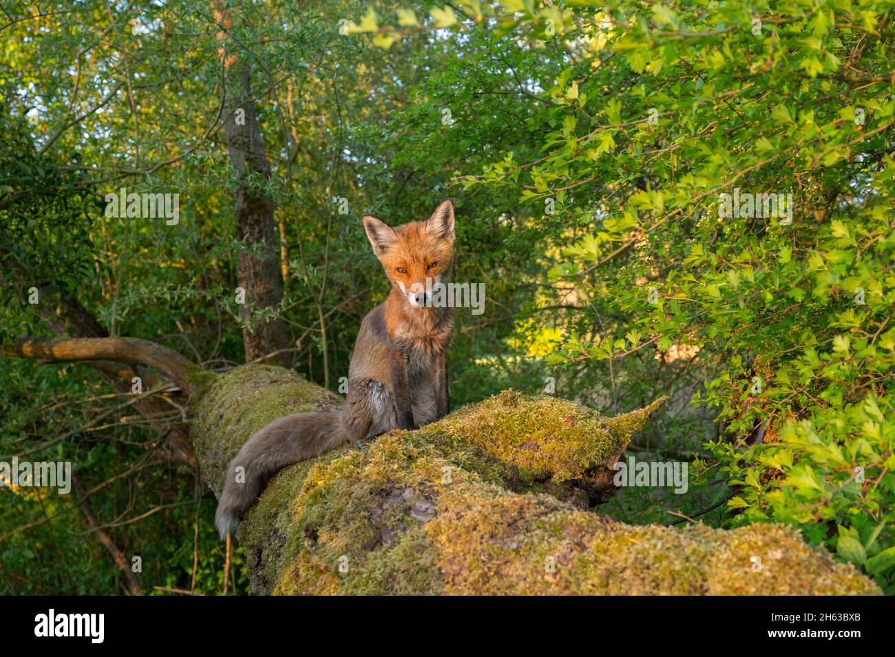 Red fox vulpes vulpes on an old tree trunk hi-res stock photography and ...