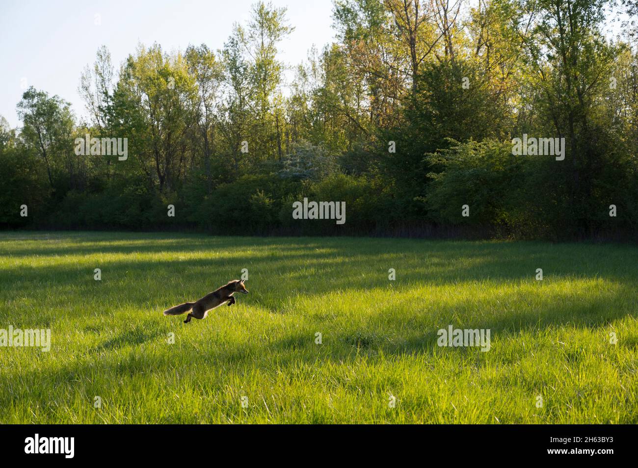 red fox chases mice in a meadow,vulpes vulpes,april,hesse,germany ...